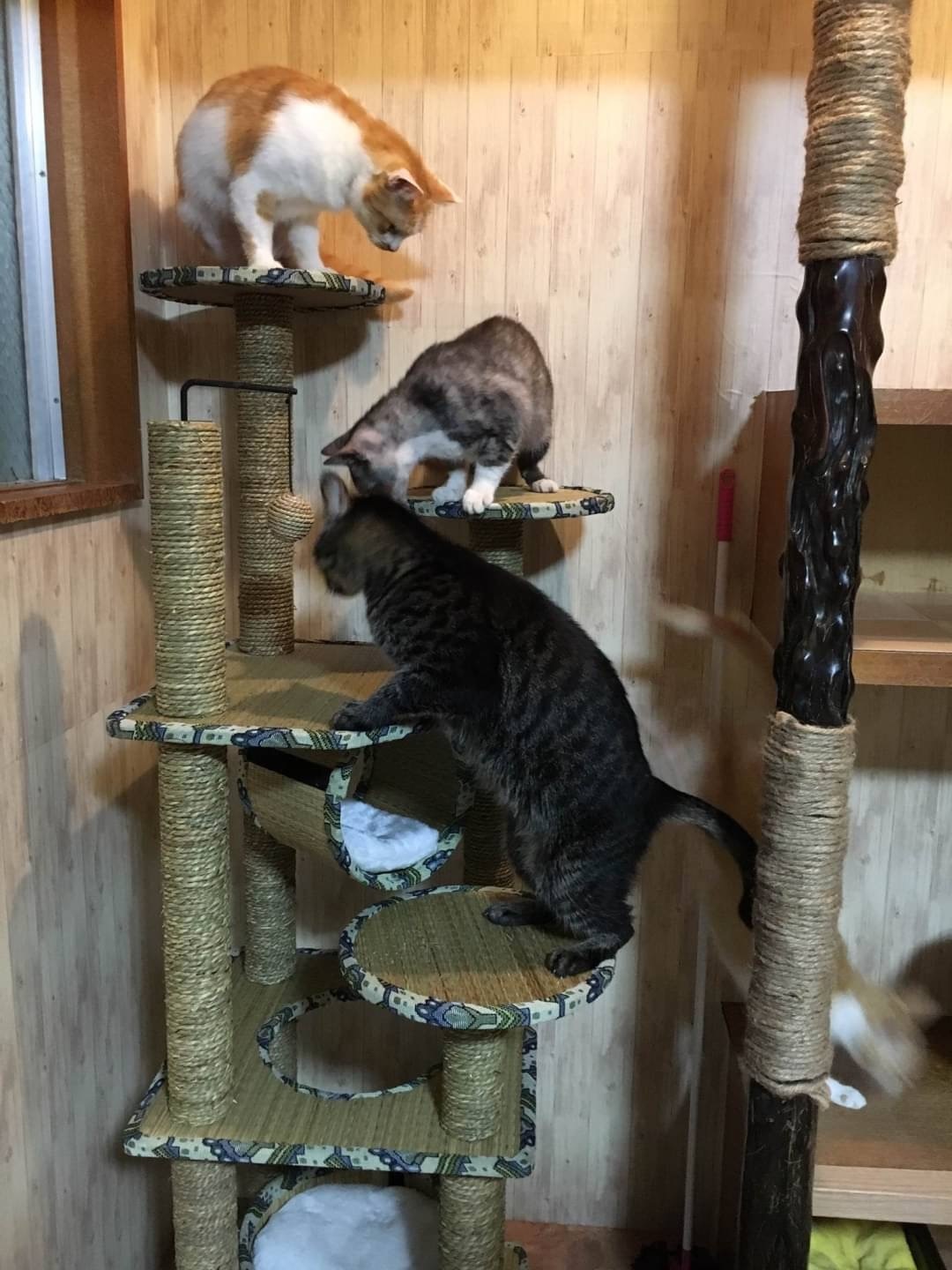 にゃんこライフ: マイ・ライフ